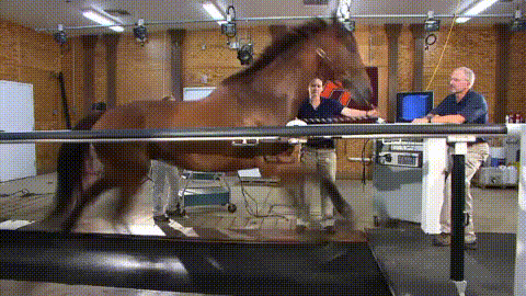 [Feedback] The horse treadmill we always wanted | Black Desert NA/EU