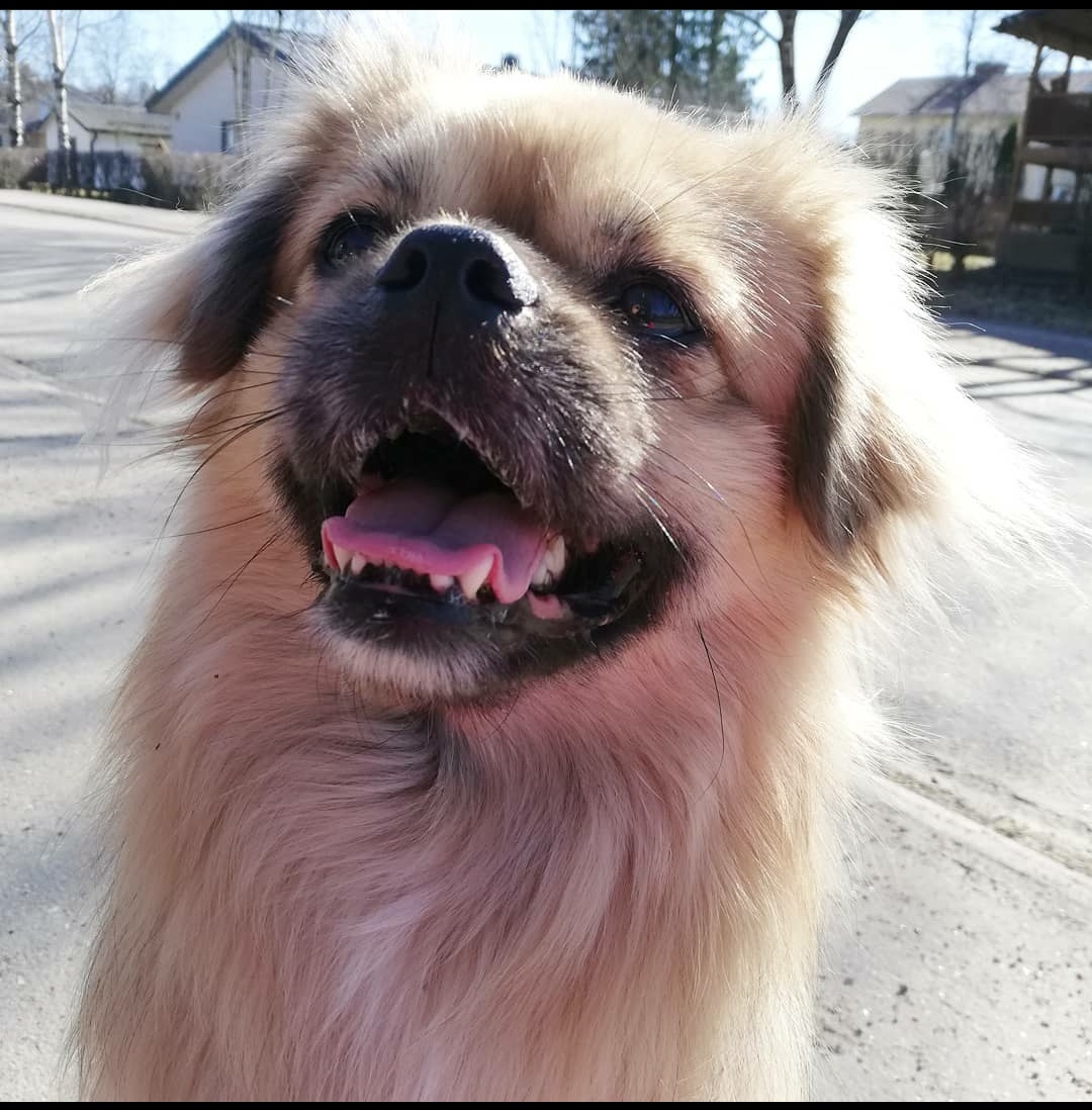 [Event] [EU] [PET] My fluffy little friend. | Black Desert NA/EU