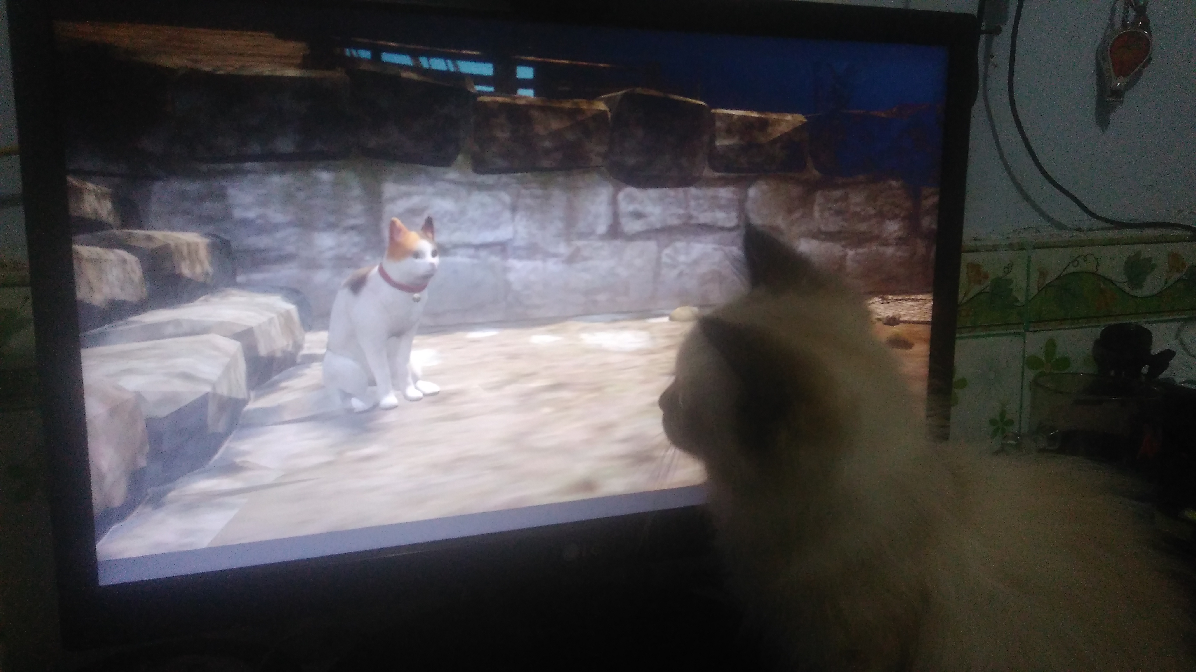 [Screenshots & Clips] [SEA][PET] I SEE YOU CAT !! | Black Desert Asia ...