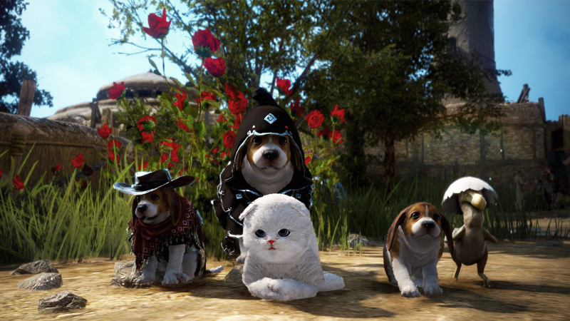 [GM Notes] Pre-Notice on Pet Exchange Renewal