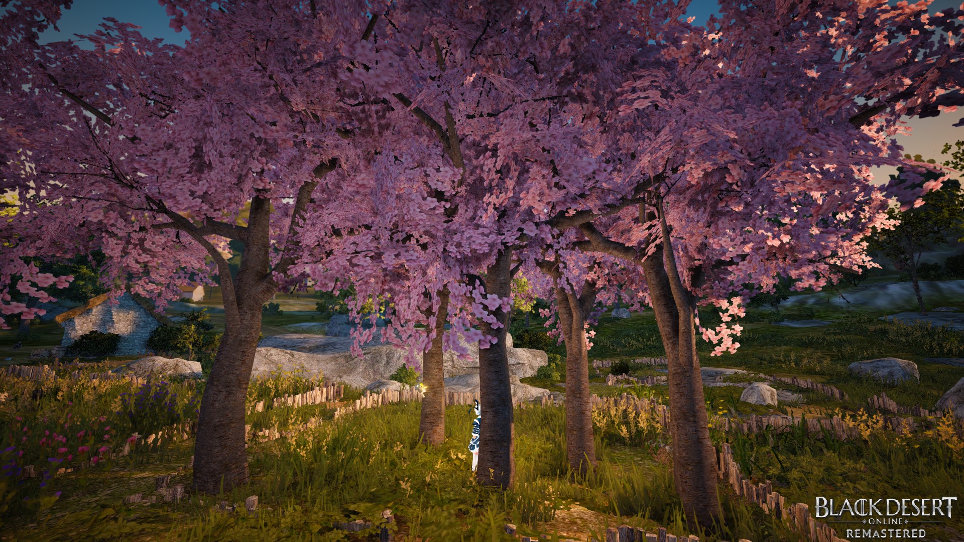 [สกรีนช็อต/วิดีโอ] [ดอกซากุระ] Lonely Tamer | Black Desert Asia (TH/SEA)